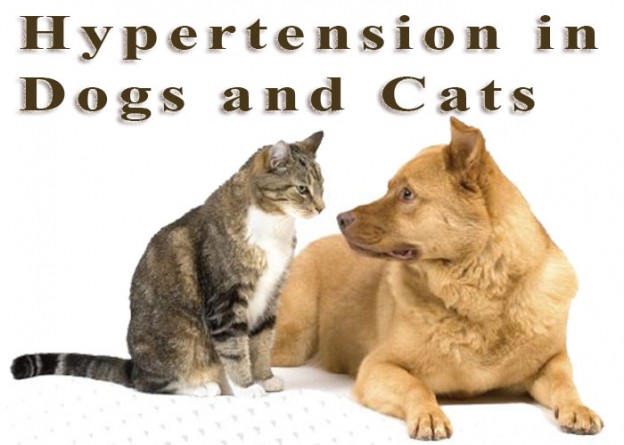 Hypertension in Dogs and Cats - Causes, Diagnosis and Treatment