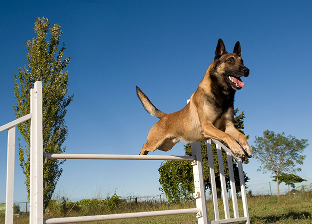 Dog Joint Problems - Tips You Can Help Your Dog!
