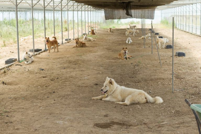 Instructions to Keep Your Pet Healthy and Happy - PetCareSupplies