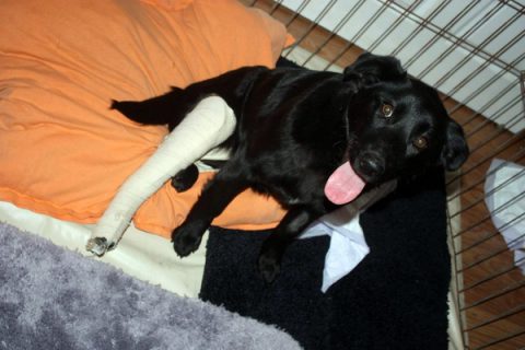 Learn First Aid Guide and Emergency Treatment for Every Pet Owner