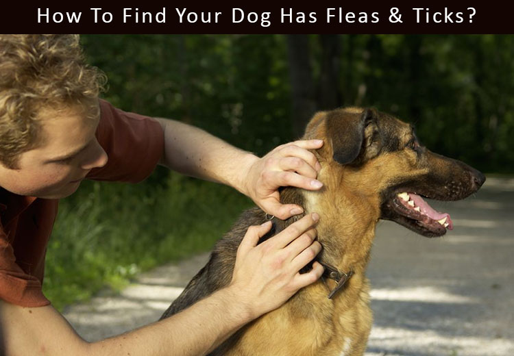 PCS-How-To-Find-Your-Dog-Has - PetCareSupplies Blog