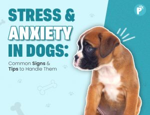 Stress & Anxiety in Dogs: Common Signs & Tips to Handle Them