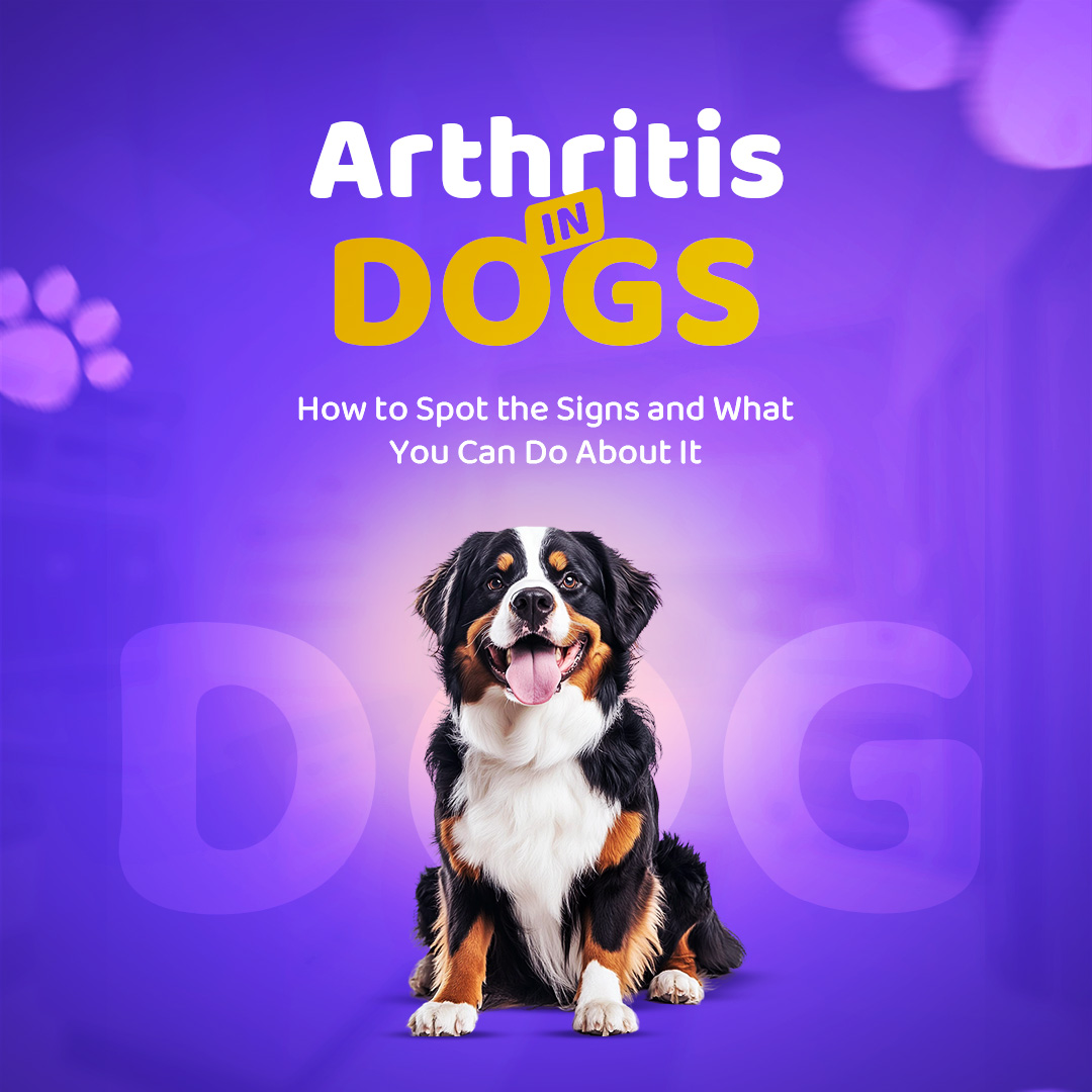 Arthritis in Dogs: How to Spot the Signs and What You Can Do About It