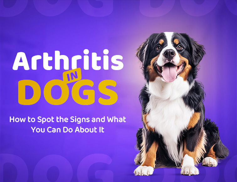 Arthritis in Dogs: How to Spot the Signs and What You Can Do About It