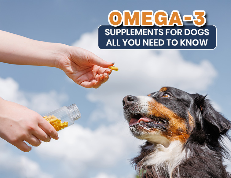 Omega-3 Supplements for Dogs: All You Need to Know